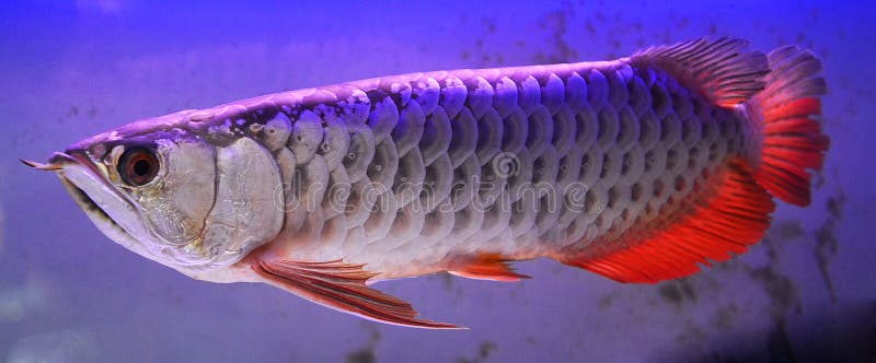 Arowana-Fische Mit Roter Flosse Stockfoto - Bild von flosse, tiere ...