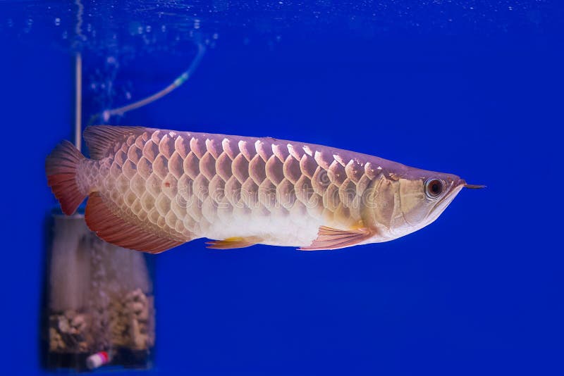 Arowana fish red tail stock image. Image of cichlid, animal - 77578225