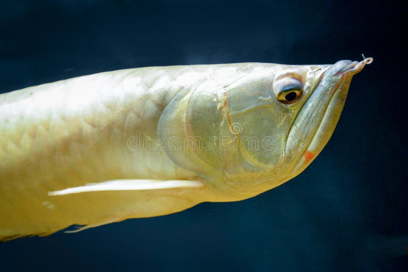 Arowana Fish - Close-up on Face Stock Image - Image of exotic, fish ...