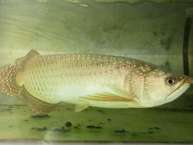 Arowana jardini fish stock photo. Image of jardini, fish - 309481482