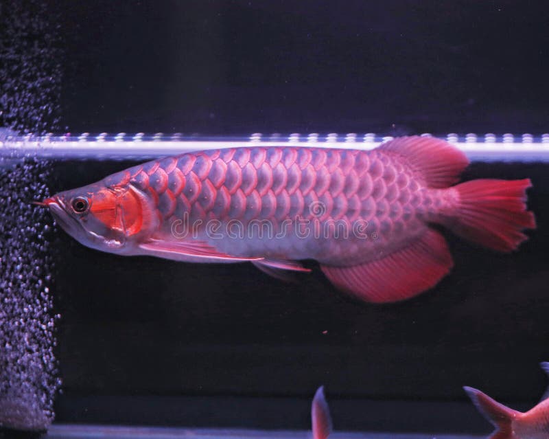 Arowana Super Red stock photo. Image of dragon, arowana - 262147812