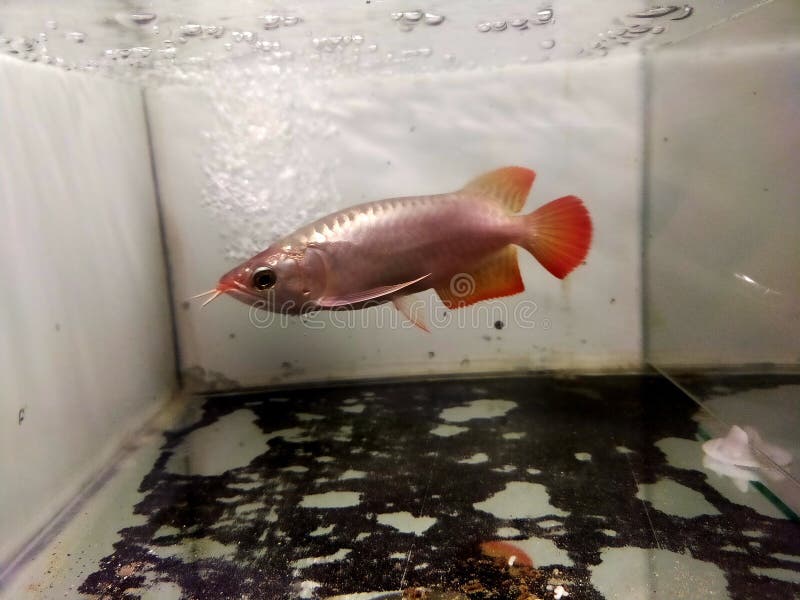 Arowana Super Red Fish Indonesian Borneo Stock Image - Image of super ...