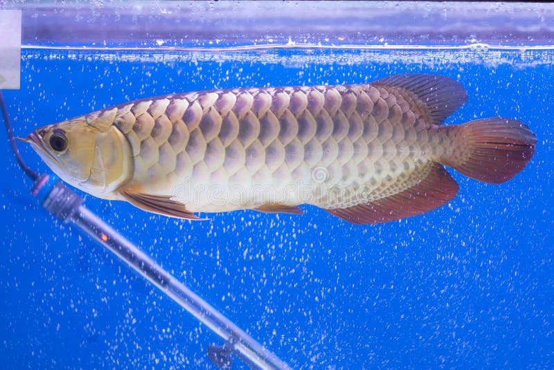 Arowena fish series stock photo. Image of silver, beautiful - 47931998