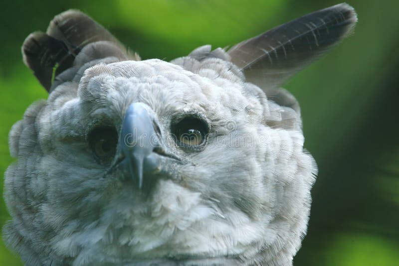 Arpia fotografia stock. Immagine di animale, nave, testa - 96144858