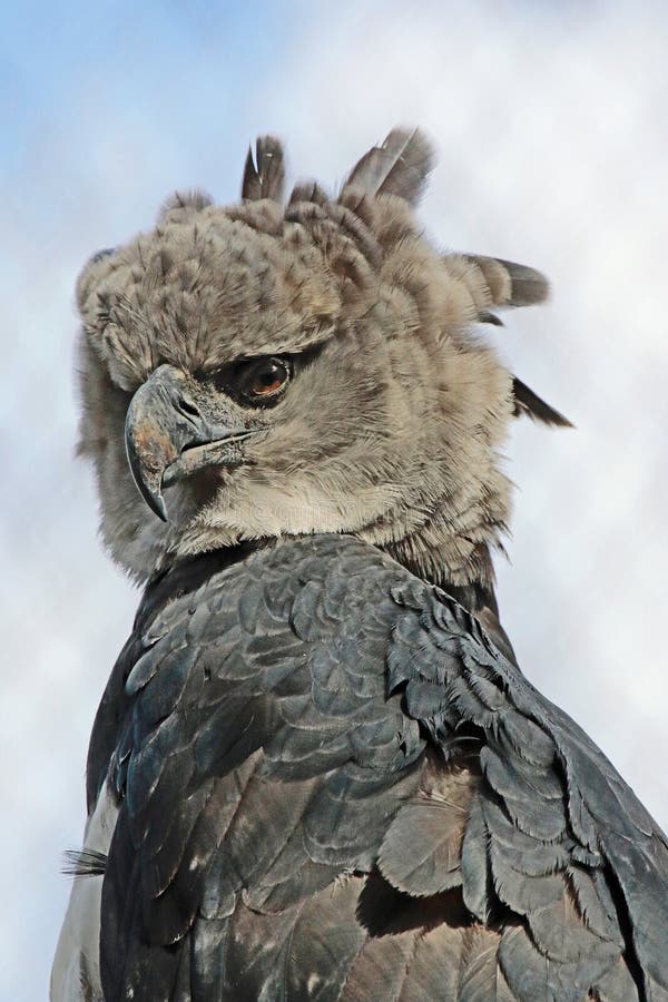 637 Arpia Foto - Foto Stock Gratis e Royalty-Free da Dreamstime