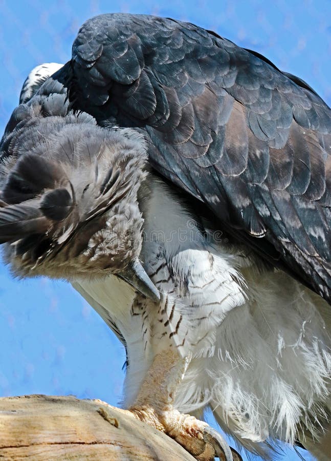 637 Arpia Foto - Foto Stock Gratis e Royalty-Free da Dreamstime