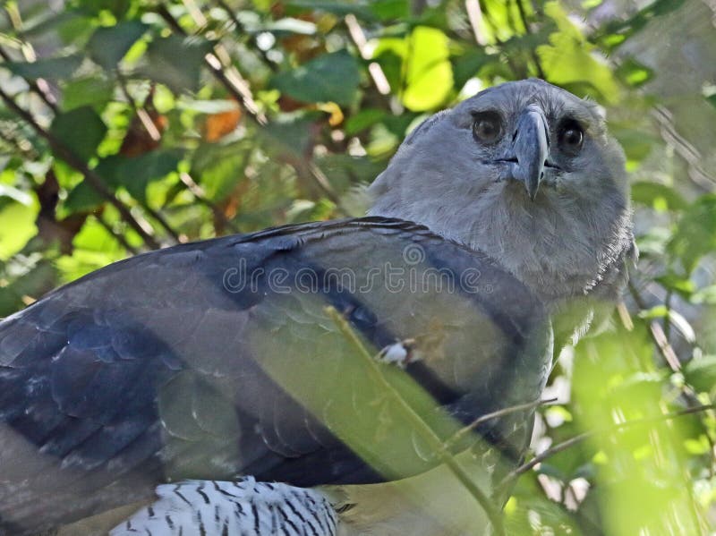 immagini di riserva di Harpy - la sovranità di download 648 libera le foto