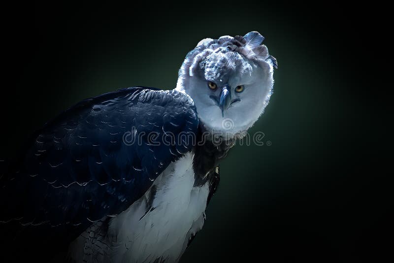 Arpy eagle bird imagen de archivo. Imagen de animal - 305339441