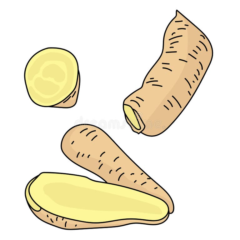 Arracacha Vegetable Illustration Stock Illustrations – 41 Arracacha ...