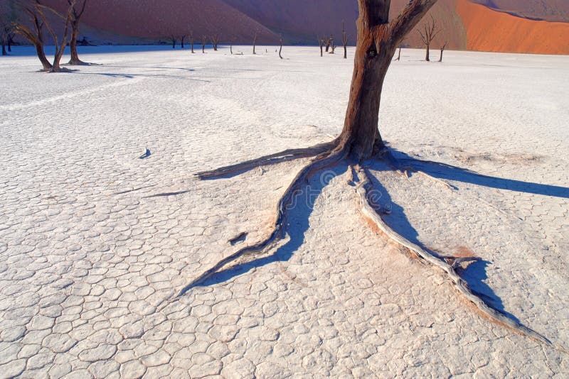 Arraigado foto de archivo. Imagen de constante, rojo - 26117126