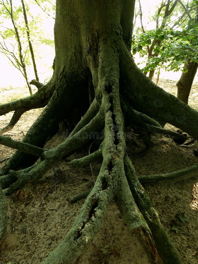 Arraigado imagen de archivo. Imagen de lago, expuesto - 95629813