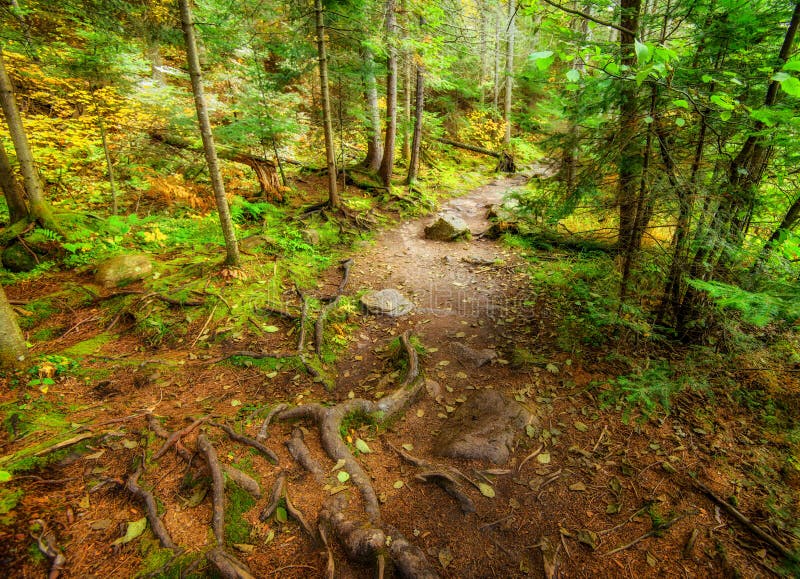 Arraigado Y Rocky Forest Path Foto de archivo - Imagen de paisaje ...