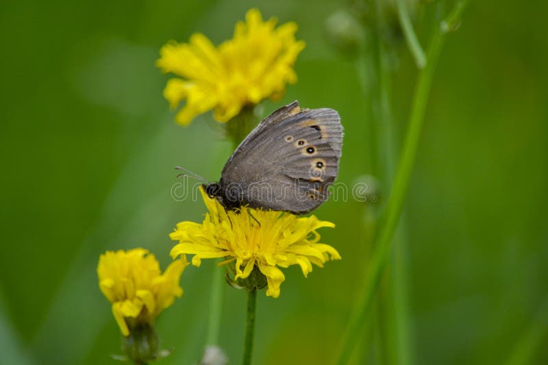 Buterfly Arran brown stock photo. Image of erebia, closeup - 325808158
