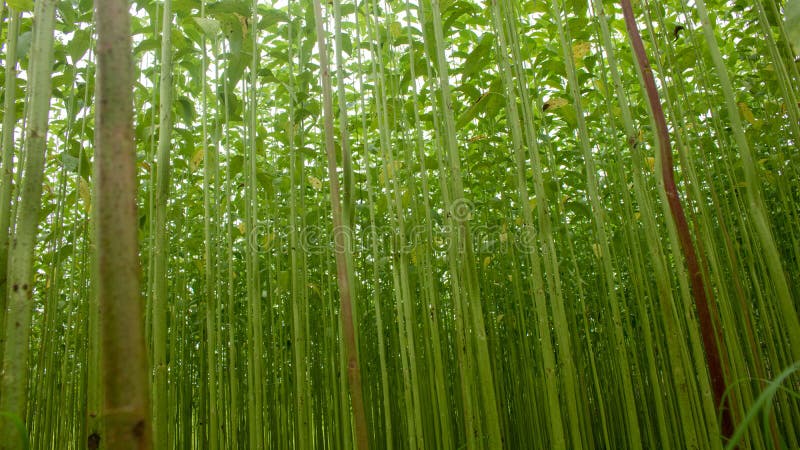 Arrange Jute in the Field of Green Jute. Row upon Row of Jute Stock ...