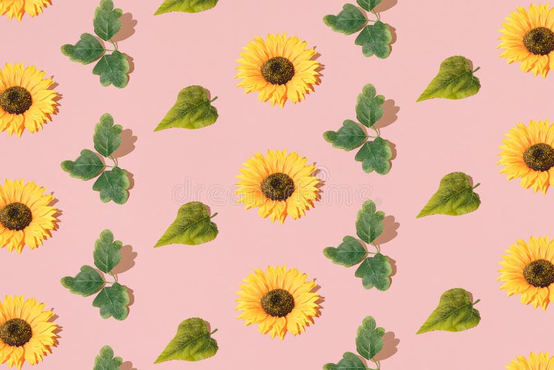 Arrange Sunflowers and Leaves on Light Pink Background. Pattern ...