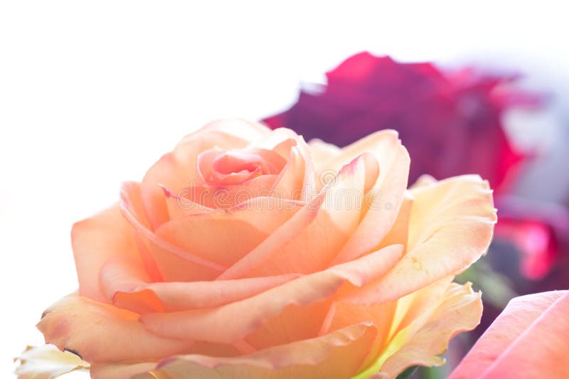 Arranged Concept Close Up Photo of a Rose Stock Photo - Image of ...
