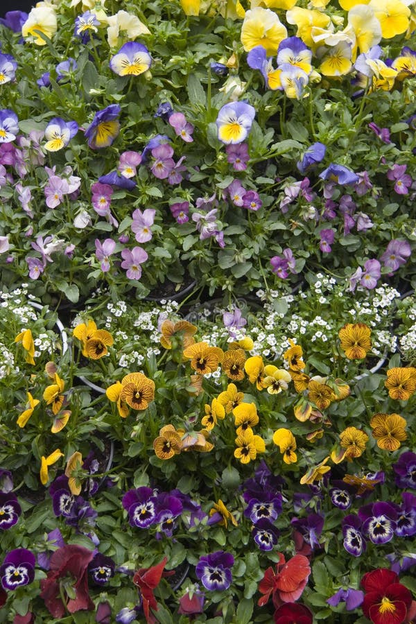 Different Layers Of Flowers Stock Photo - Image of show, field: 738650