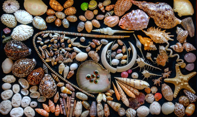 Arranged Marine Shell Collection Stock Photo - Image of ocean, shells ...