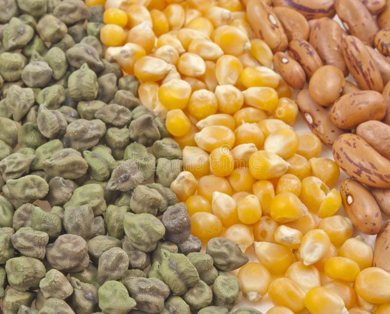 Seeds of green gram stock image. Image of crop, gram - 26111879
