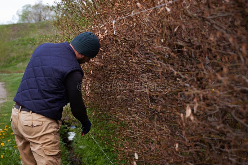 Arrangement and Leveling of the Hedge with Scissors, Spring Work in the ...