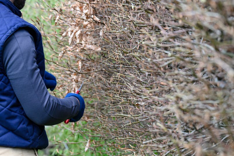 Arrangement and Leveling of the Hedge with Scissors, Spring Work in the ...