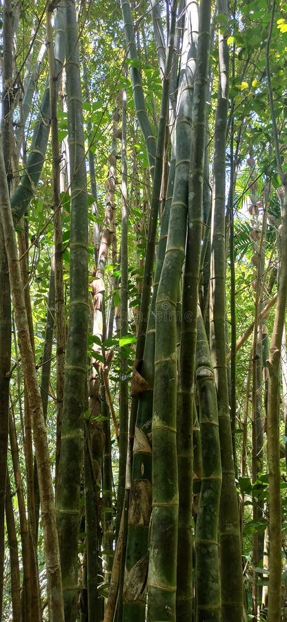 The Arrangement of Bamboo Trees Grows Densely in the Forest Stock Photo ...