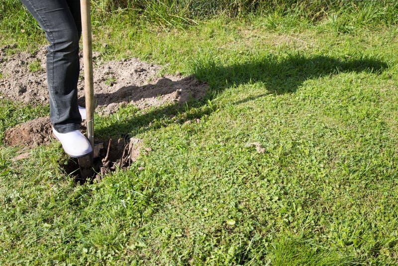 Arrangement of a Cottage Plot, Planting Flowers. Shadow of a Man ...