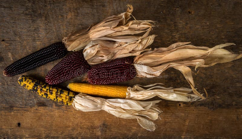 Arrangement of Dried Corn stock photo. Image of harvest - 45578324