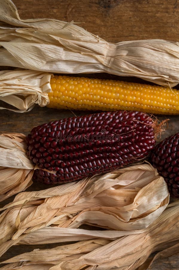 Arrangement of Dried Corn stock photo. Image of decoration - 45578334