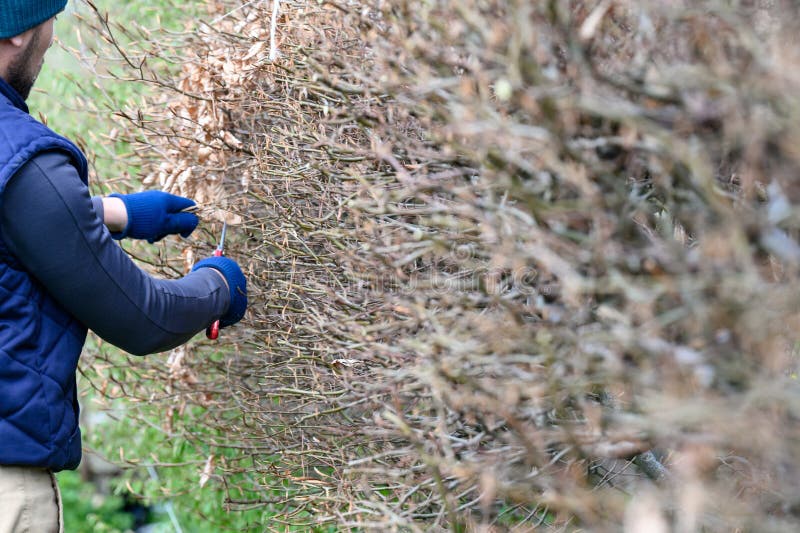 Arrangement and Leveling of the Hedge with Scissors, Spring Work in the ...