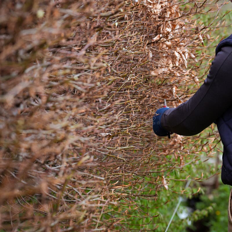 Arrangement and Leveling of the Hedge with Scissors, Spring Work in the ...