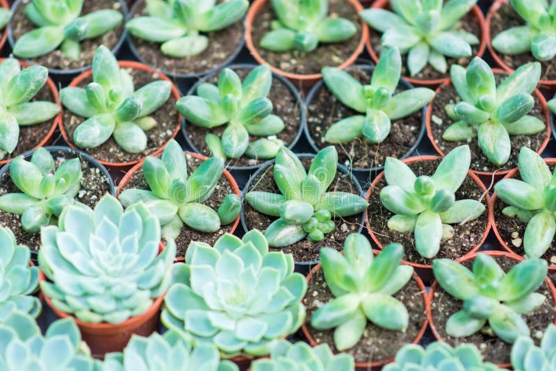 Arrangement Miniature Green Succulent Plants Stock Image - Image of ...