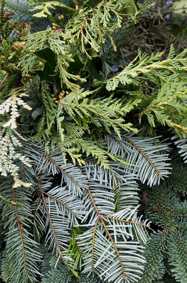 Arrangement of Mixed Evergreens for Christmas Stock Photo - Image of ...