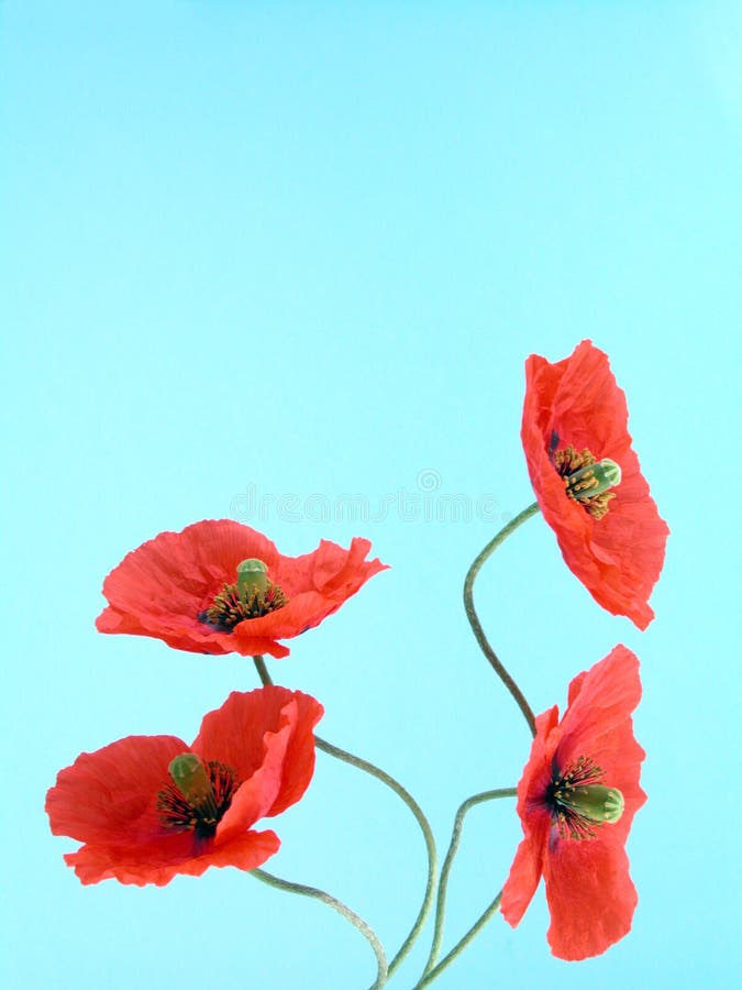Poppy pods stock photo. Image of green, growing, nature - 158322