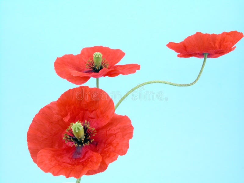 Poppy pods stock photo. Image of green, growing, nature - 158322