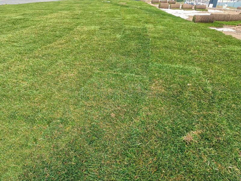 Rolled Lawn Preparation for Laying. Twisted Rolls of Soil with Grass on ...
