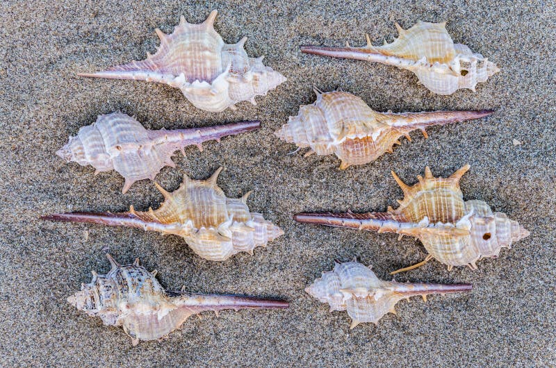 Arrangement of Seashells on Sand Stock Image - Image of nature, helix ...