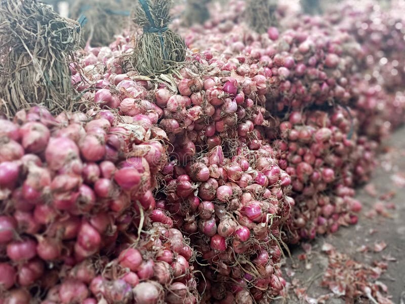 Arrangement of Shallots after Harvesting Stock Image - Image of ...