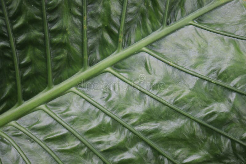 Taro Leaf Bone Arrangement Pattern Stock Image - Image of fibrous ...