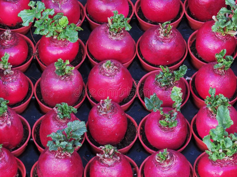 Rabanete Roxo No Close-up De Serapilheira Imagem de Stock - Imagem de ...