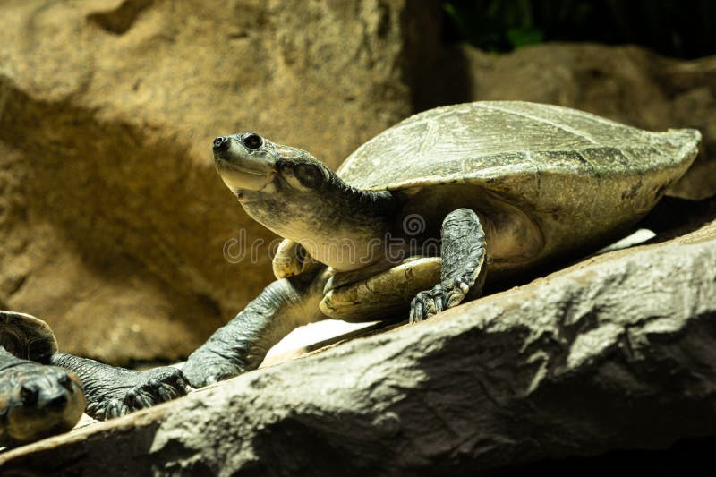 Arrau Turtle Podocnemis Expansa, South American Amazon River Turtle ...