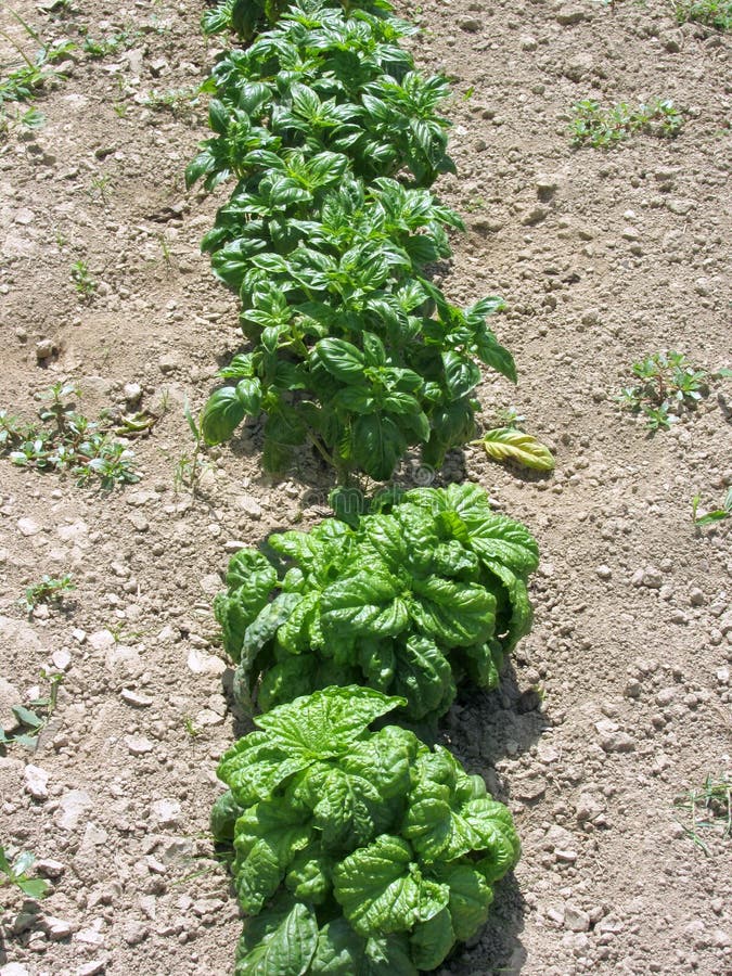 Array of basil varieties stock photo. Image of organic - 51796986