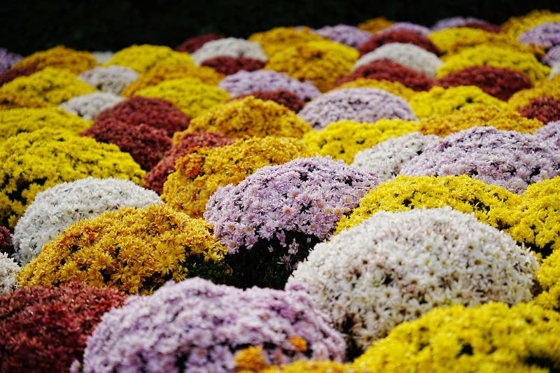 Array of Beautiful Bouquets in Various Colors Stock Photo - Image of ...