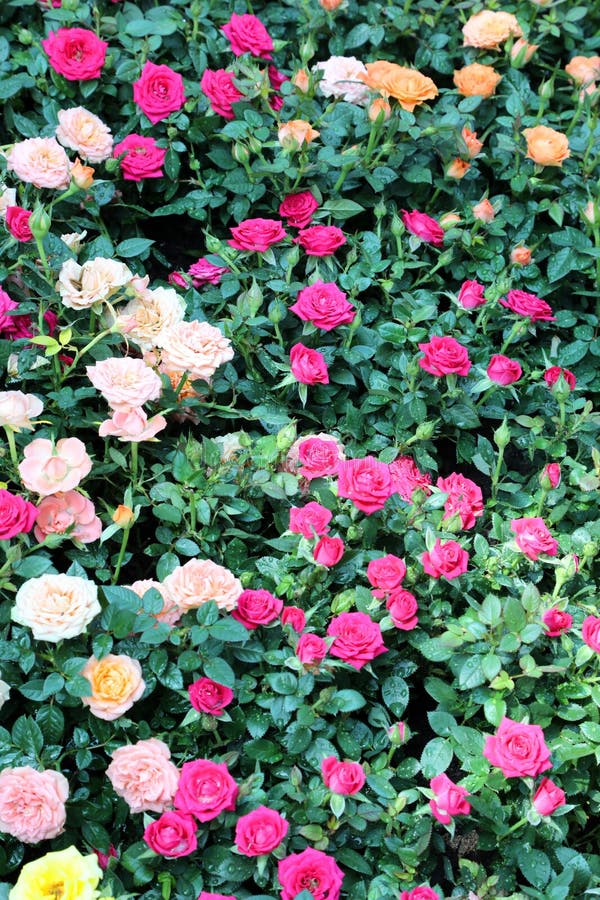 Array of Beautiful Full Roses of Varying Colours in Garden Setting ...