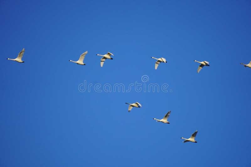 Many Birds Flying in the Sky Together Together To Take Flight Stock ...