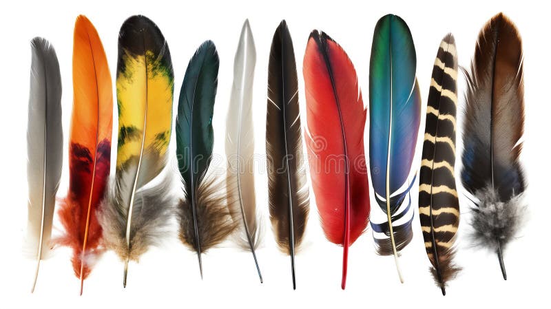 An Array of Colorful Bird Feathers Displayed Side by Side, Vibrant ...