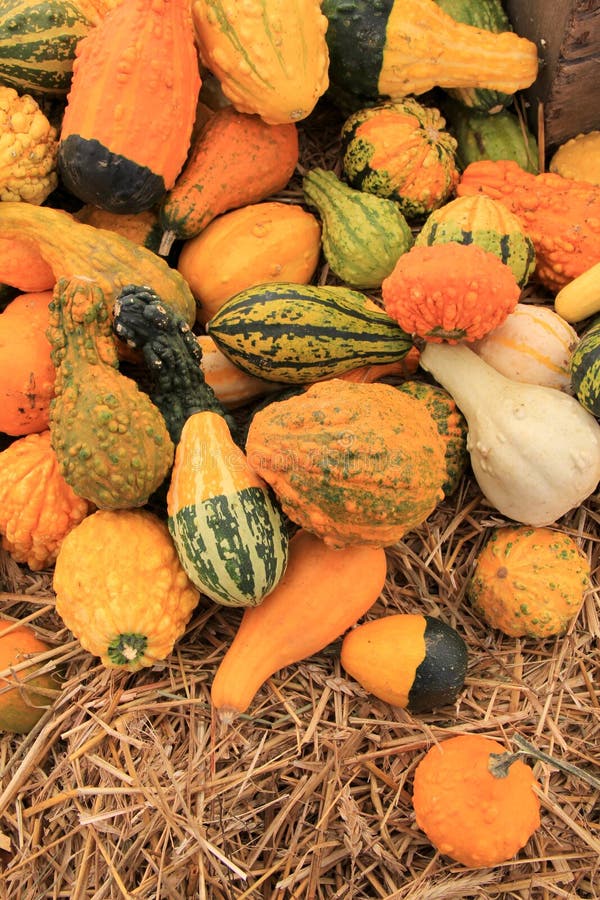 Array of Colorful Gourds on Straw Stock Photo - Image of weather, array ...