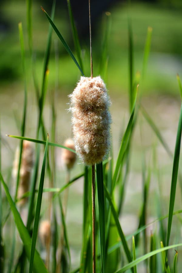 An Array of Dried Bulrushes Stock Image - Image of feathers, outdoors ...