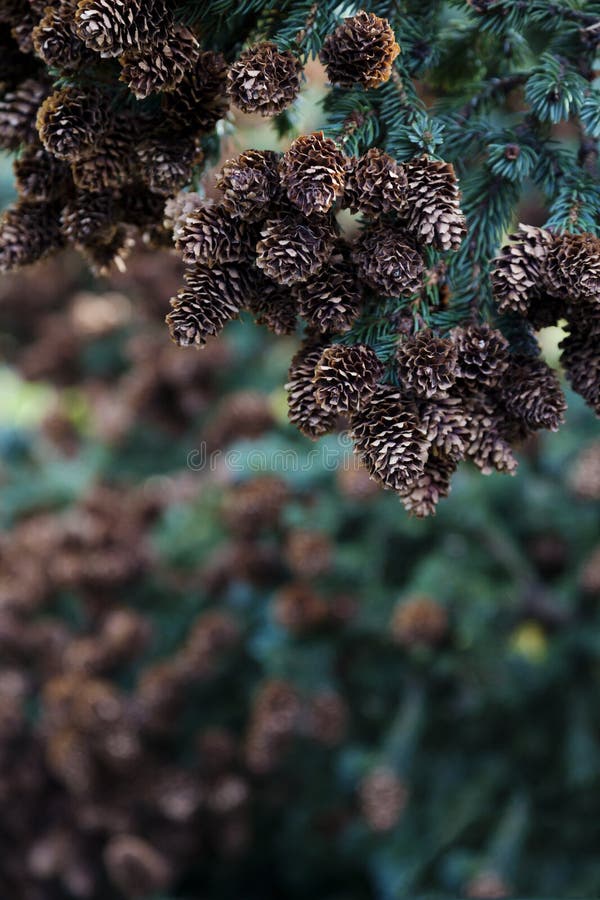 Array of Pine Cones on Branch in Right Corner Stock Photo - Image of ...