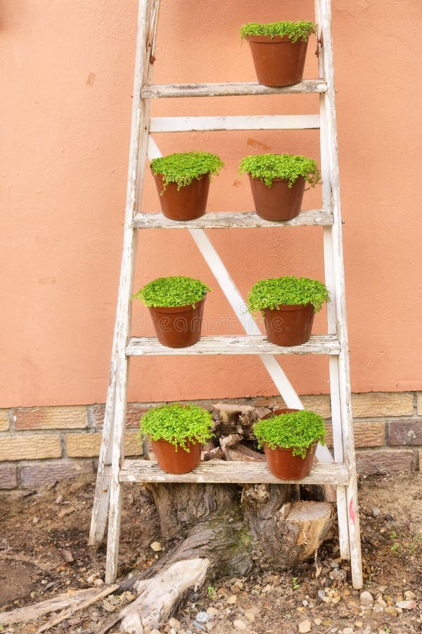 Array of Plant Pots on a Ladder Stock Image - Image of ladder ...